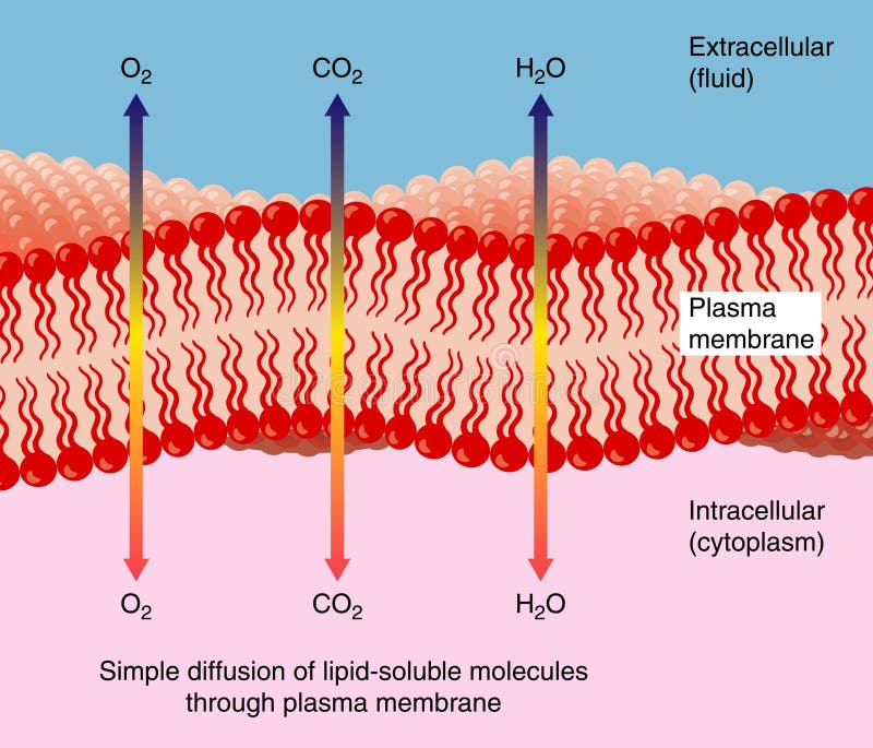 Diffusion Par La Membrane De Plasma Illustration de Vecteur ...