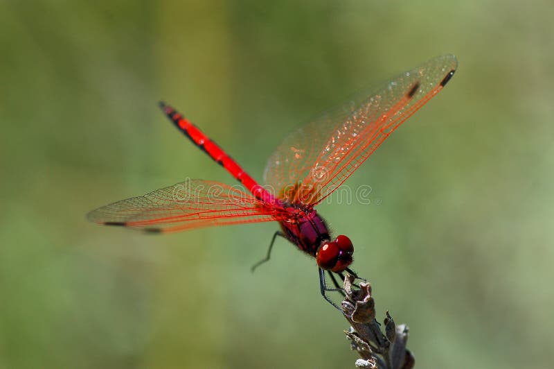 Diffusion Rouge D'ailes D'Odonata De Libellule Photo stock - Image du ...