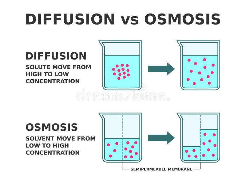Diffusion Vs Osmosis. Solution Transport Process. Stock Vector ...