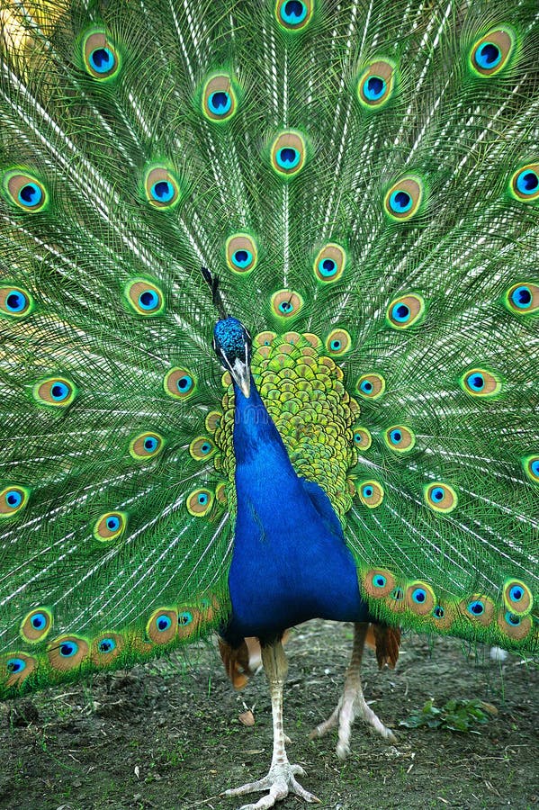 Diffusione di un pavone fotografia stock. Immagine di cresta - 28147842