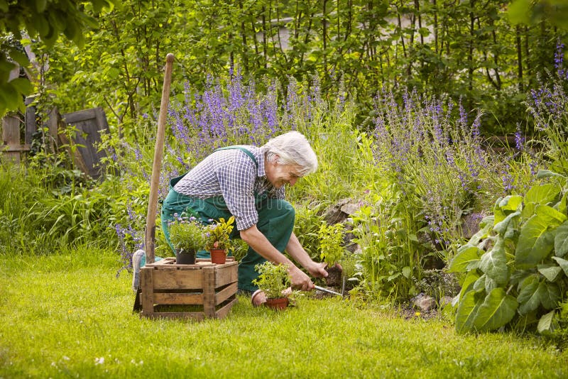 Dig garden man stock image. Image of gardener, work, summer - 55783559