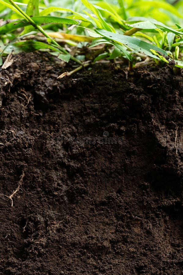 Dig in Ground with Green Grass Stock Photo - Image of ecology, plant ...
