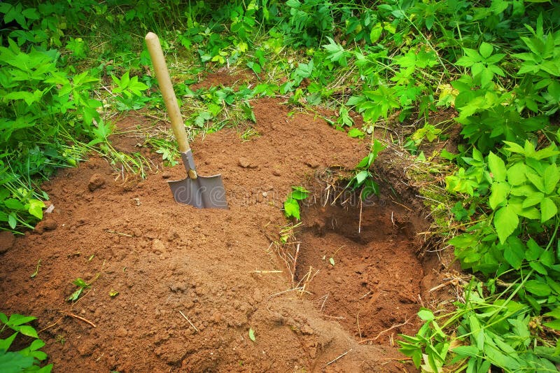 Hole in Ground Covered with Dried Roots and Leaves Stock Image - Image ...