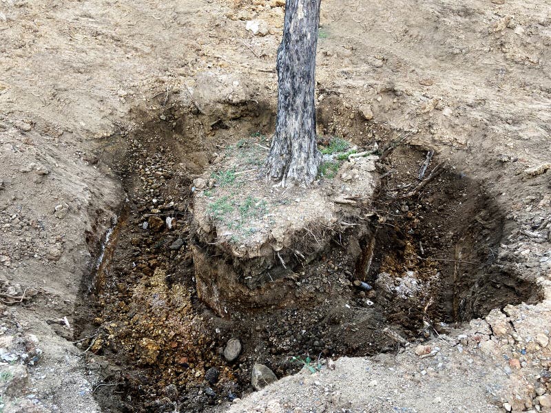 Dig Out a Tree To Transplant. Dig a Tree or Shrub To Transplant. Move a ...