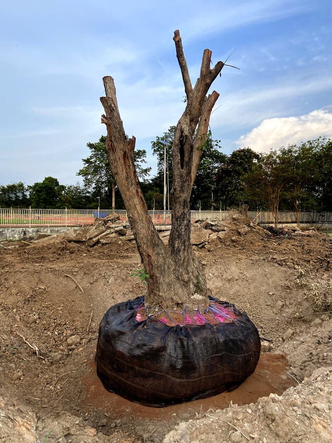 Dig Out a Tree To Transplant. Dig a Tree or Shrub To Transplant. Move a ...