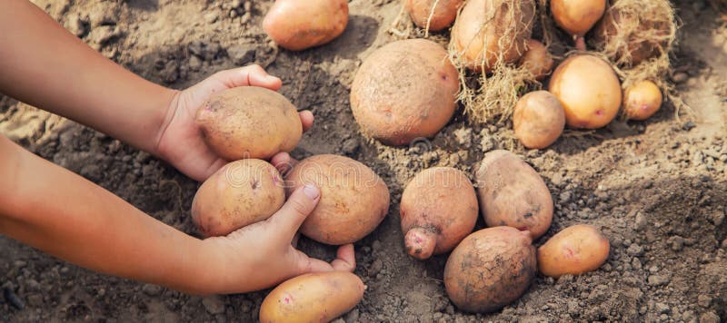1,651 Dig Potatoes Photos - Free & Royalty-Free Stock Photos from ...