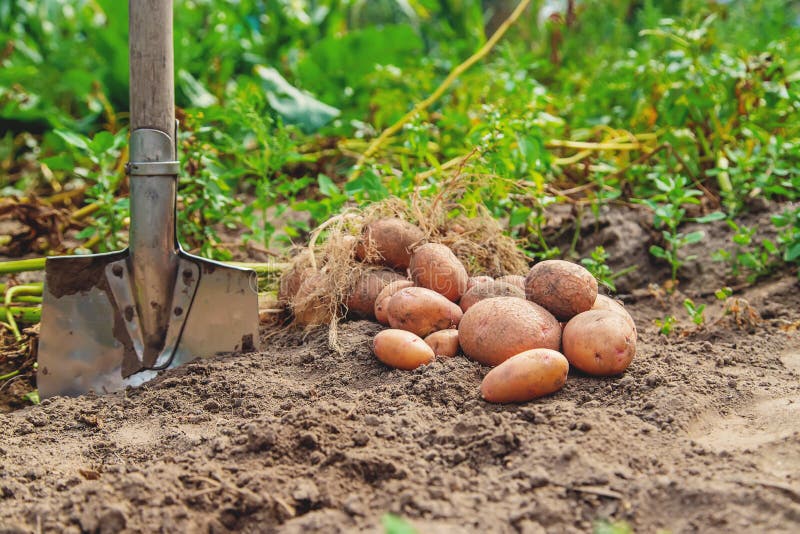 Dig Potatoes in the Garden. Selective Focus Stock Image - Image of ...
