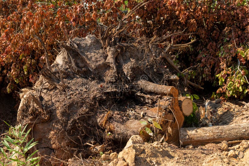 Dig a Tree Root Fallen Tree, Stock Image - Image of dirt, forest: 243104209