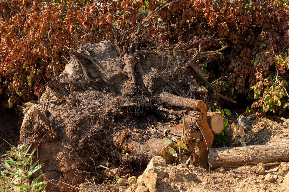 Dig a Tree Root Fallen Tree, Stock Image - Image of dirt, forest: 243104209