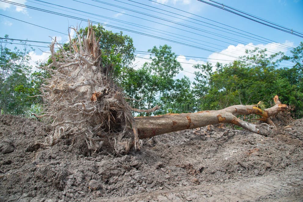 Dig a Tree Root Fallen Tree, Stock Image - Image of outdoors, park ...