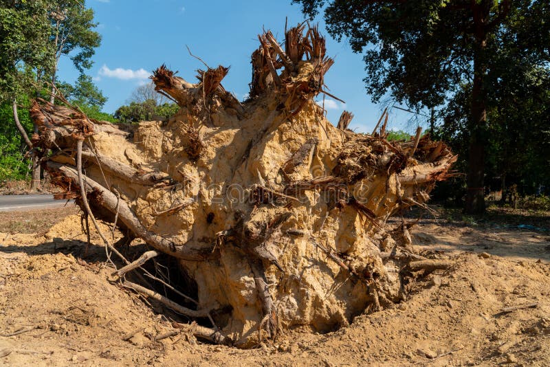 Dig a Tree Root Fallen Tree, Stock Photo - Image of bark, help: 243104170