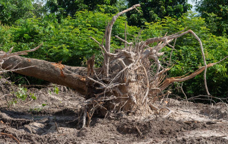 Dig a Tree Root Fallen Tree Stock Image - Image of earth, environment ...