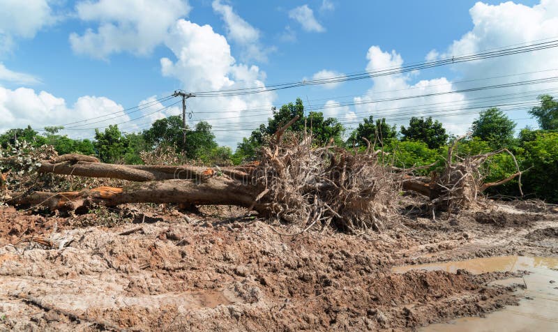 Dig a Tree Root Fallen Tree Stock Photo - Image of outdoor, moving ...