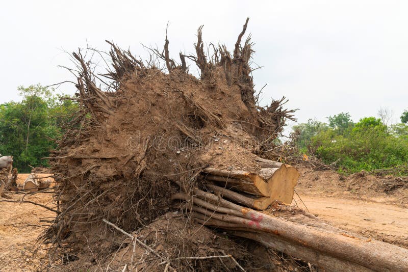 Dig a Tree Root Fallen Tree Stock Image - Image of destruction ...