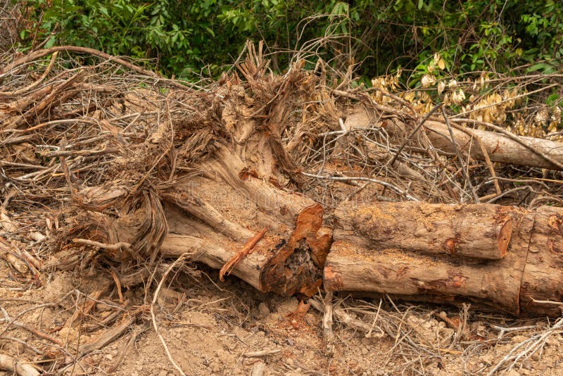 Dig a Tree Root Fallen Tree Stock Photo - Image of outdoor, moving ...