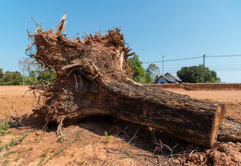 Dig a Tree Root Fallen Tree, Stock Photo - Image of equipment ...