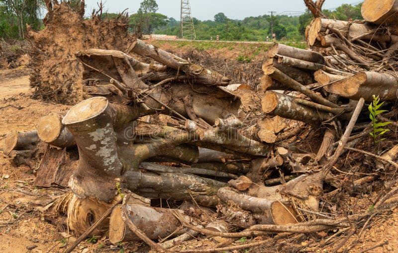 Dig a Tree Root Fallen Tree, a Torn Tree with Roots from Under the ...
