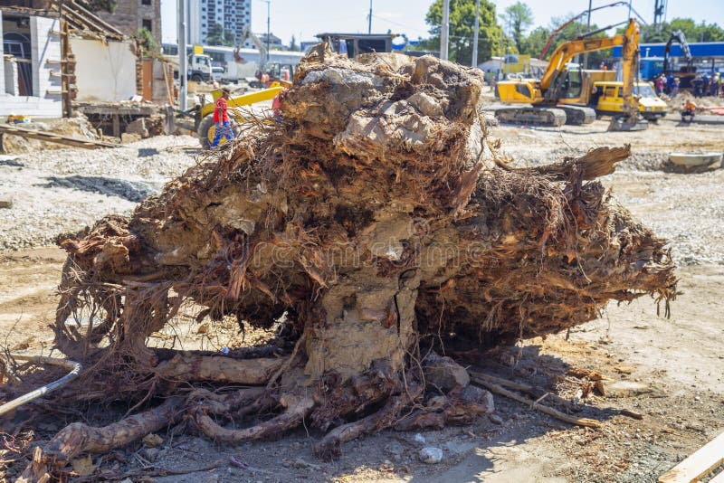 118 Digger Tree Stump Stock Photos - Free & Royalty-Free Stock Photos ...