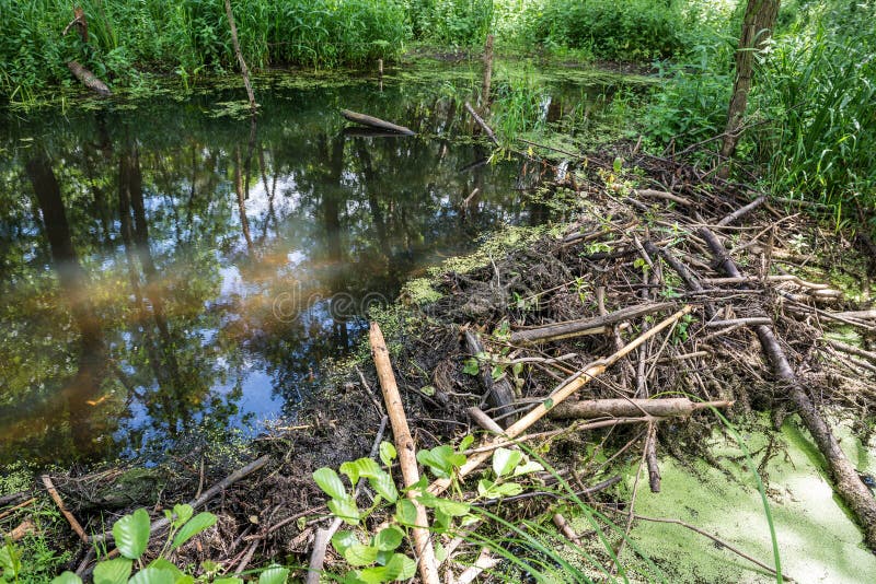 Diga dei castori immagine stock. Immagine di castoro - 53623849