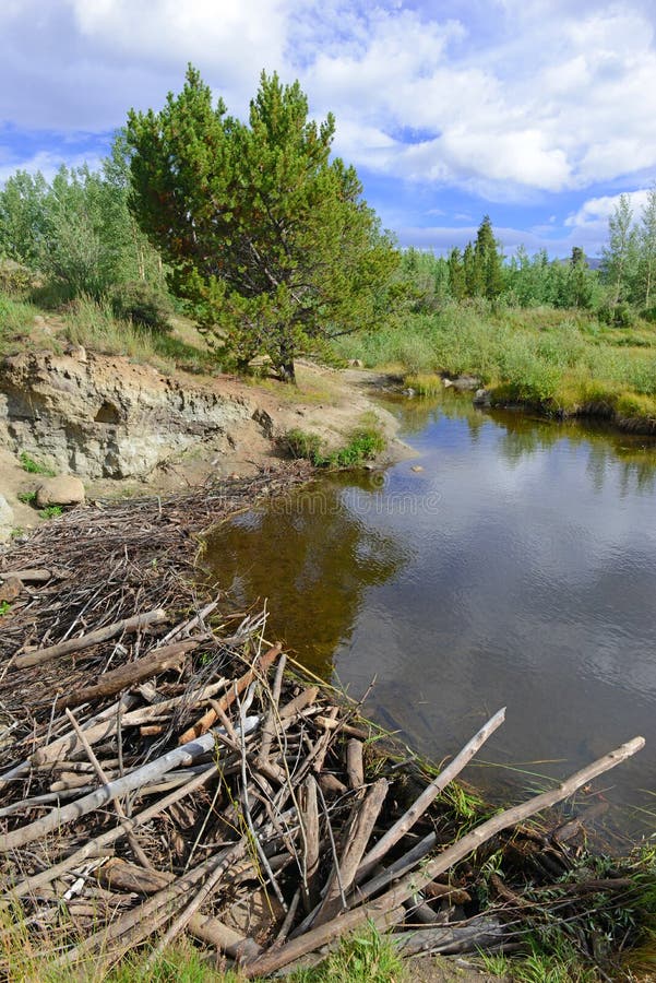 Diga naturale del castoro immagine stock. Immagine di montagna - 1115097