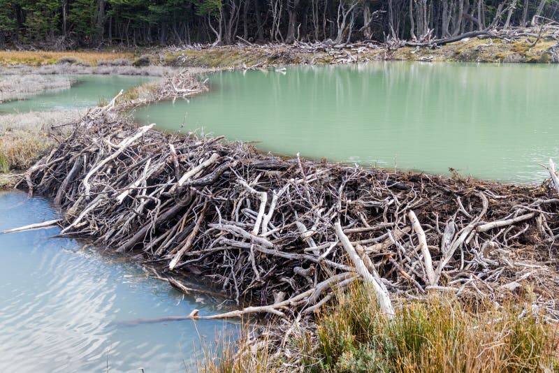 Diga Del Castoro - Tierra Del Fuego - Argentina Immagine Stock ...