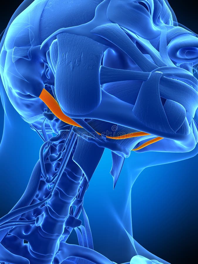 The digastric stock illustration. Illustration of throat - 56287299