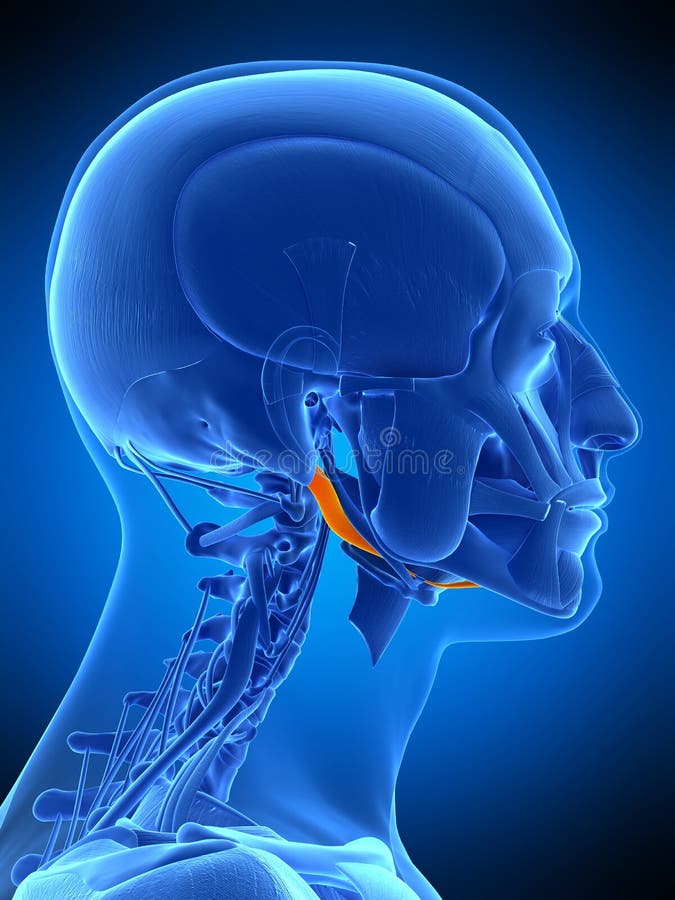 The digastric stock illustration. Illustration of throat - 56287299