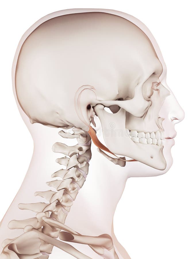 The digastric stock illustration. Illustration of throat - 56287299
