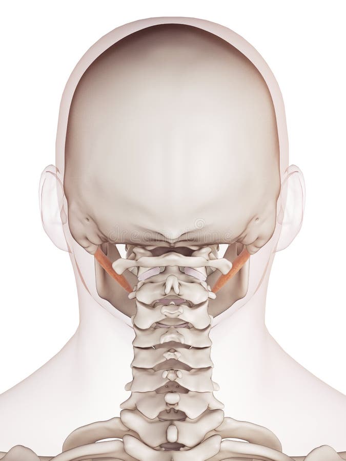 The digastric stock illustration. Illustration of throat - 56287299