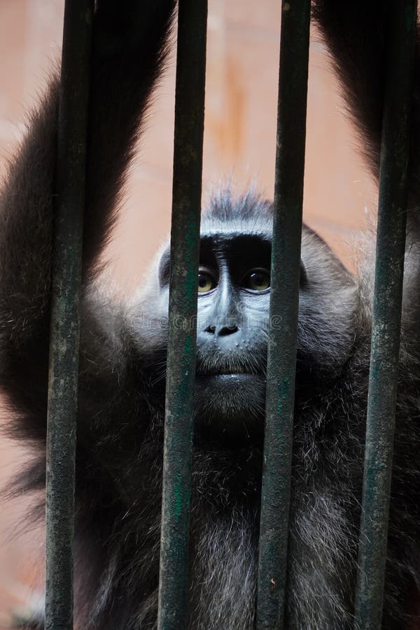 Dige Monkey Behind the Bars of the Cage in the Zoo Stock Photo - Image ...