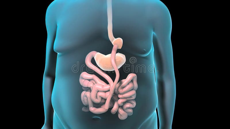 Digestion in the Human Digestive System Stock Illustration ...