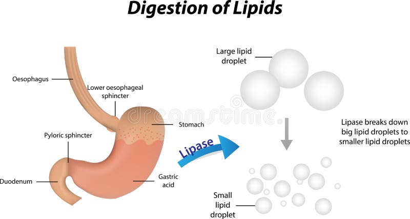 Digestion of Lipids stock vector. Illustration of oesophagus - 45845008