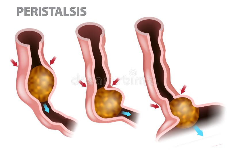 Peristalsis Definition
