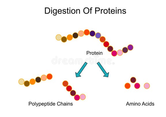 Digestion of Protein Vector Protein Polypeptide Chains Amino Acid Stock Illustration ...