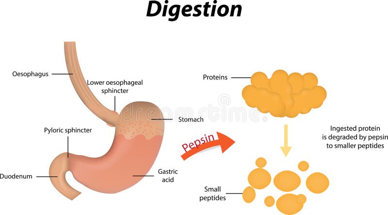 Digestion of Proteins stock vector. Illustration of stomach - 45844994