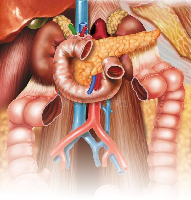 Digestive apparatus stock illustration. Illustration of kidney - 28012184