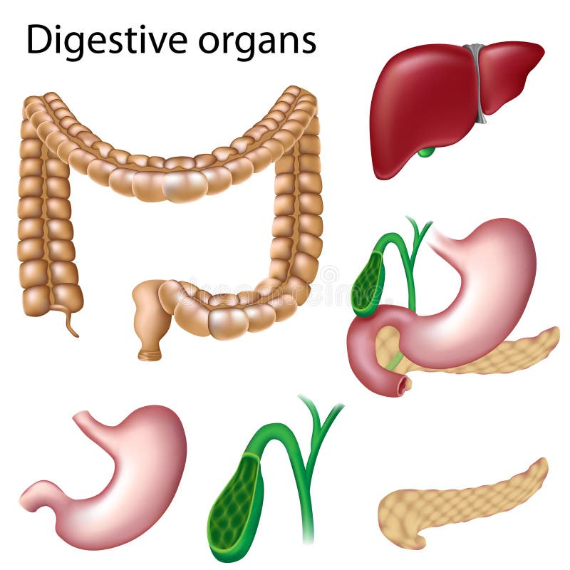Digestive System stock vector. Illustration of education - 39773400