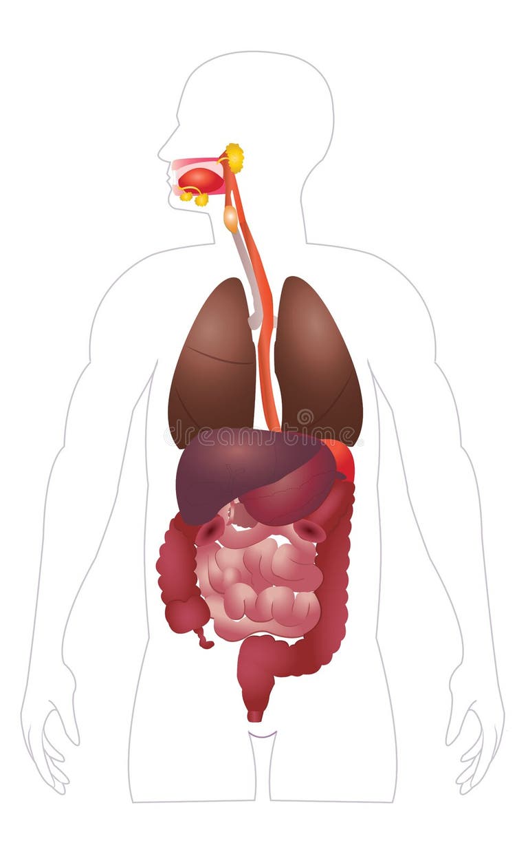 Human Digestive System Cross Section Stock Illustrations – 751 Human ...
