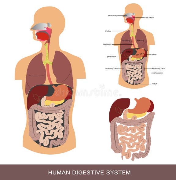 Detailed Human Digestive System Stock Illustrations – 1,337 Detailed ...
