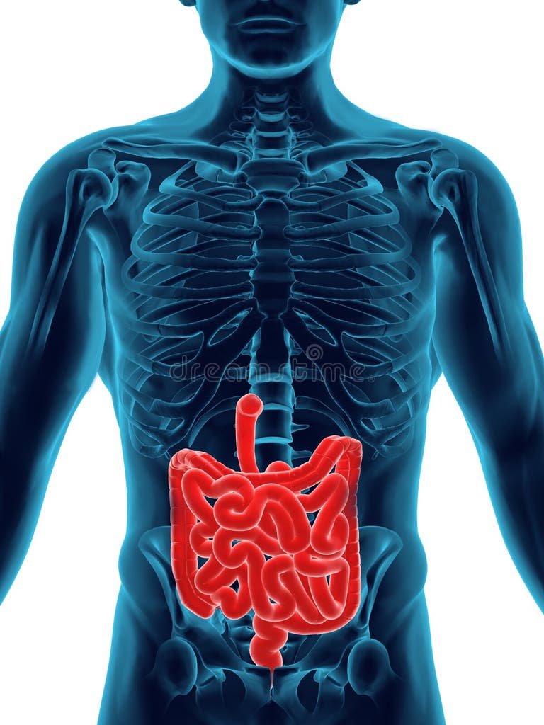 Digestive System Examination Stock Illustrations – 885 Digestive System ...