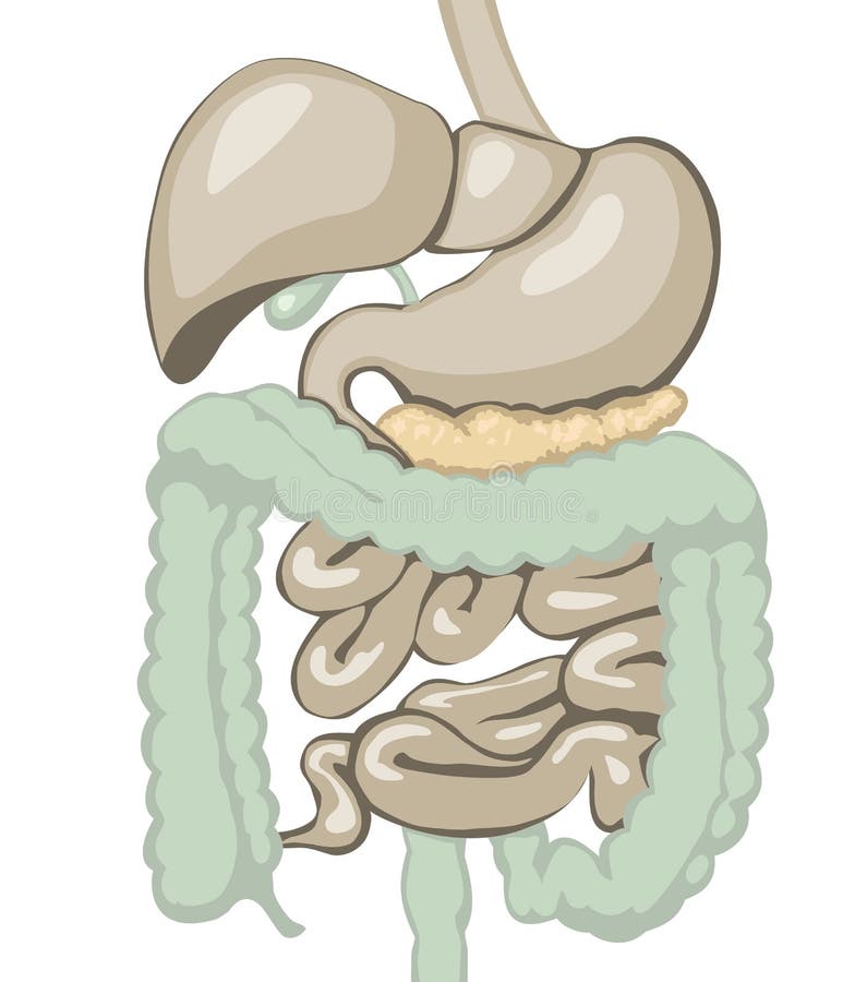 Digestive System Cartoon Stock Illustrations – 6,750 Digestive System ...