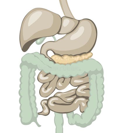 Human Digestive System Cross Section Stock Illustrations – 859 Human ...