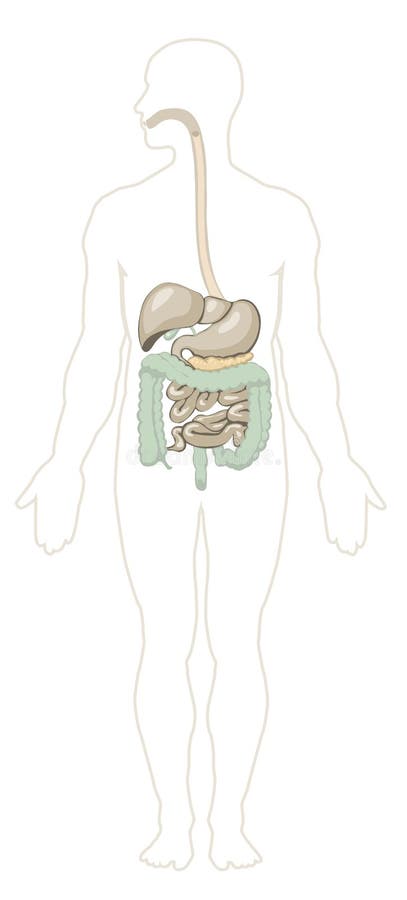 Cartoon Pancreas Stock Illustrations – 2,290 Cartoon Pancreas Stock ...