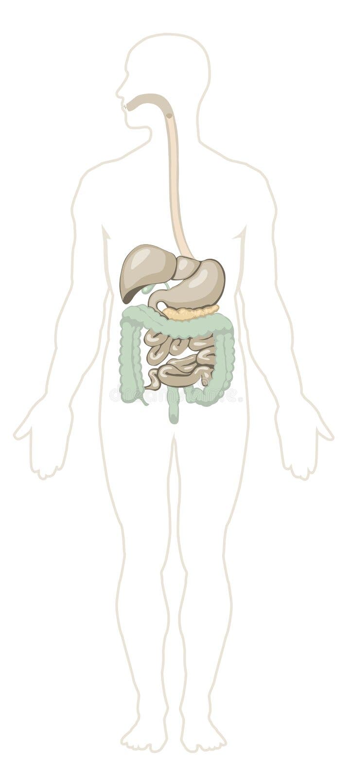 Human Digestive System Cross Section Stock Illustrations – 859 Human ...