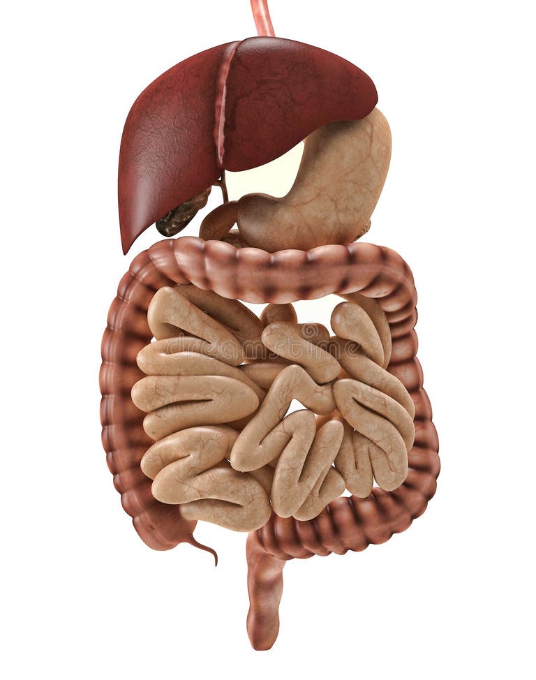Human Digestive System Parts Stock Illustrations – 865 Human Digestive ...