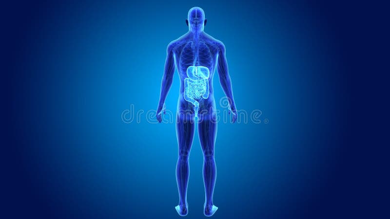 Digestive System with Anatomy Stock Video - Video of cecum, ileum: 90637285