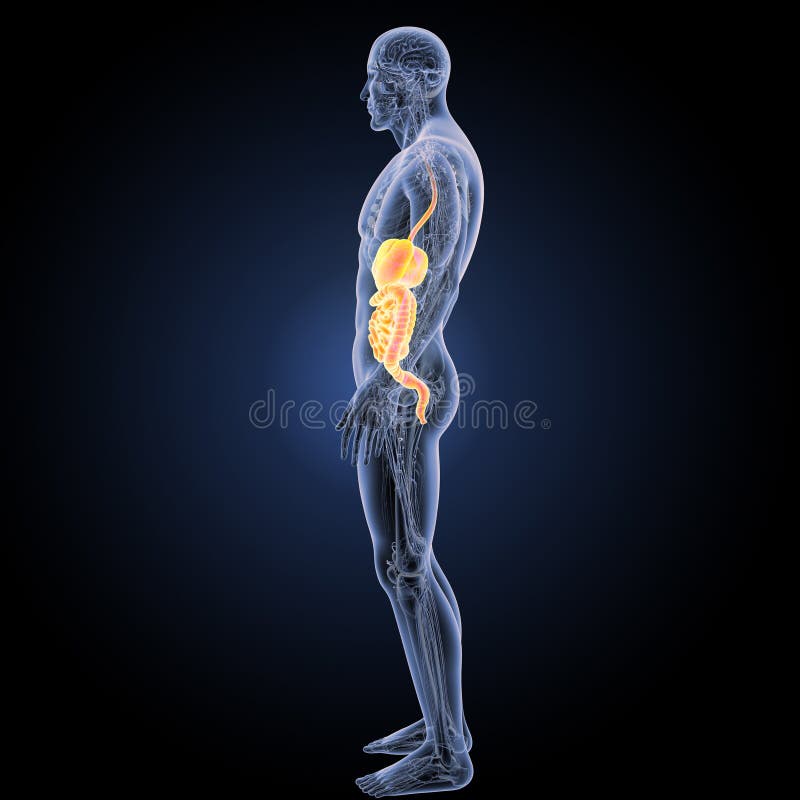 Digestive System with Anatomy Lateral View Stock Photo - Image of liver ...