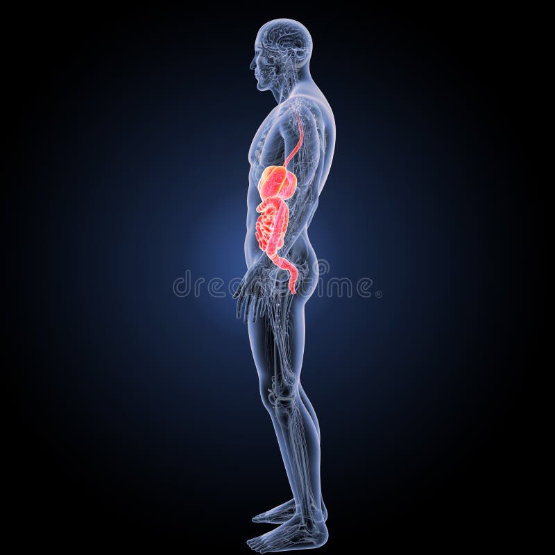 Digestive System with Anatomy Lateral View Stock Illustration ...