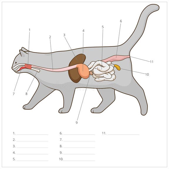 Digestive System of the Cat Vector Illustration Stock Vector ...