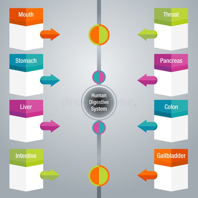Digestive System Chart Icon Stock Vector - Illustration of mouth ...